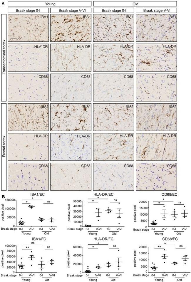 HLA-DR Antibody, FITC (11-9956-42)