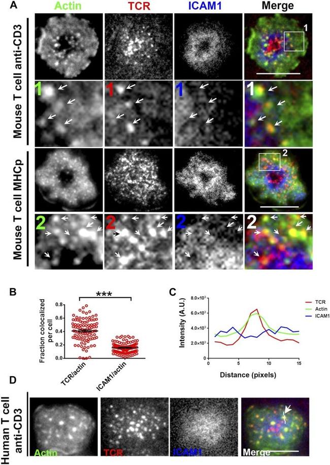 CD3e Antibody (14-0031-82)