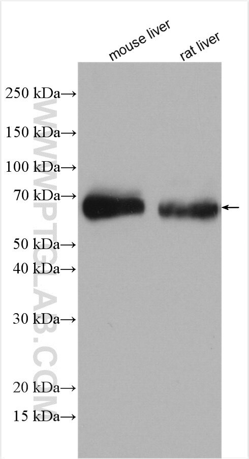Albumin Polyclonal Antibody (16475-1-AP)