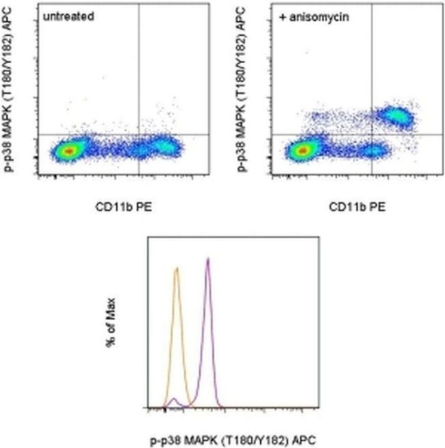 Phospho-p38 MAPK (Thr180, Tyr182) Antibody, APC (17-9078-42)