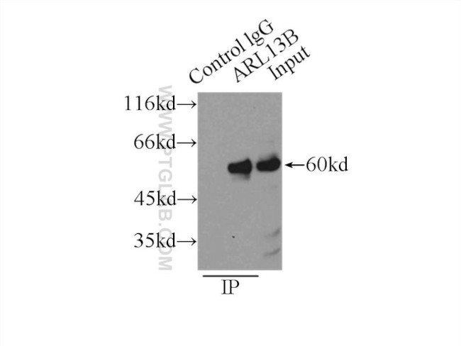 ARL13B Antibody (17711-1-AP)