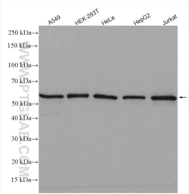 LSM14A Polyclonal Antibody (18336-1-AP)