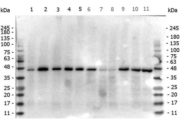 beta Actin Monoclonal Antibody (3H2.E4.E12) (200-301-E69)