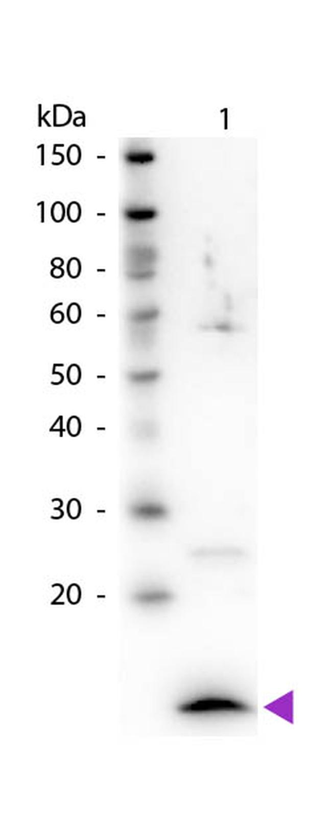 beta-2-Microglobulin Antibody (200-401-141-0100)