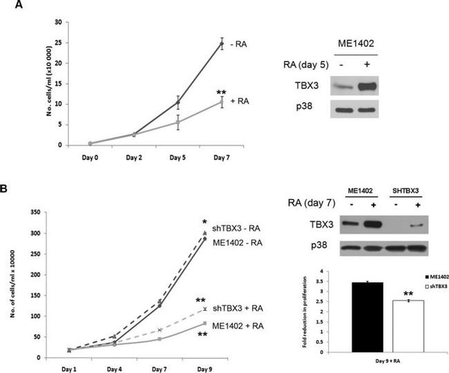 TBX3 Antibody (42-4800)