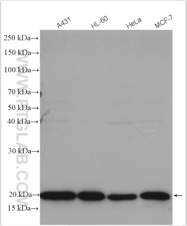 TFAM Polyclonal Antibody (23996-1-AP)