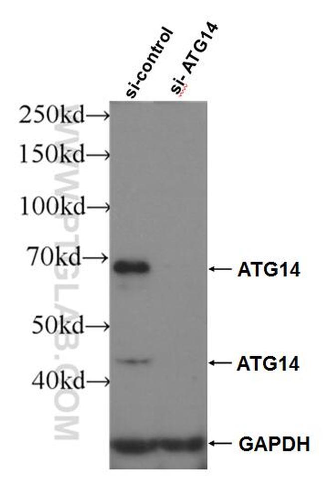 ATG14/Barkor (C-terminal) Antibody (24412-1-AP)