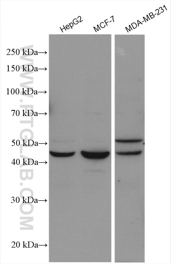 NR1H4 Polyclonal Antibody (25055-1-AP)