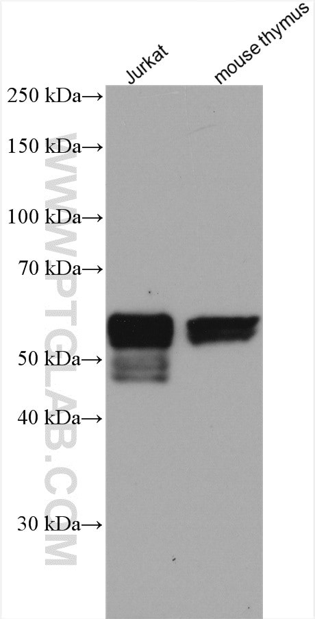 RUNX1 (middle) Polyclonal Antibody (25315-1-AP)