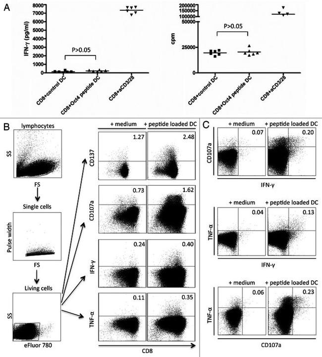 TNF alpha Antibody, FITC (11-7349-82)