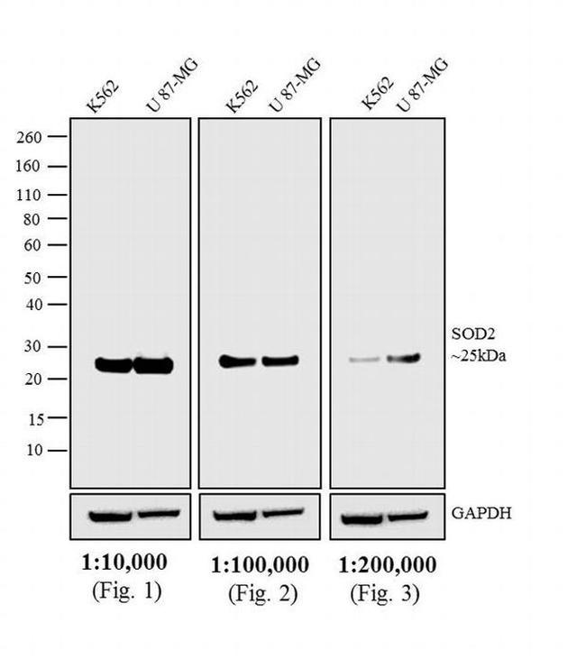 Goat anti-Mouse IgG (H+L), HRP (31430)