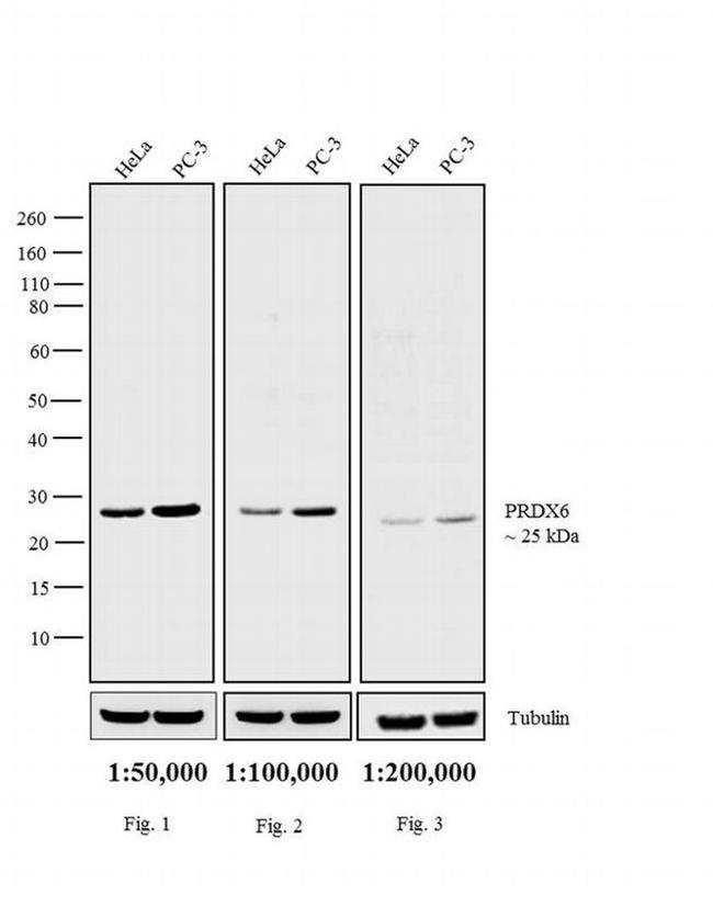 Mouse anti-Rabbit IgG (H+L) Cross-Adsorbed, Biotin (31824)