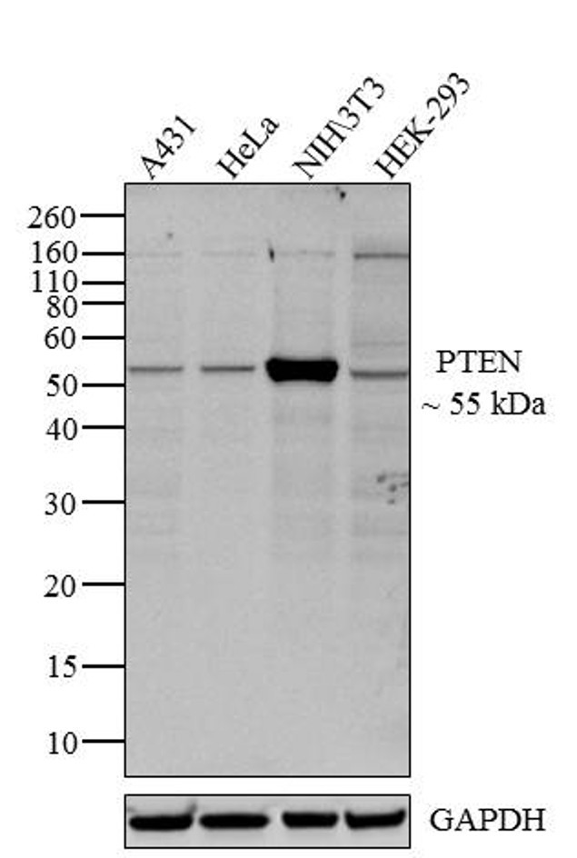 PTEN Antibody (32-5800)