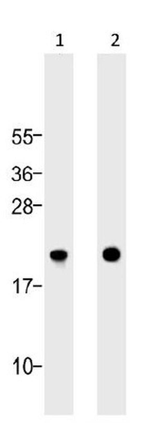 Bax Antibody (33-6400)