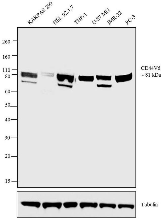 CD44v6 Monoclonal Antibody (MA54) (33-6700)