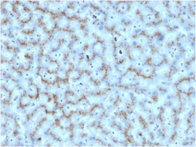 Apolipoprotein D/APOD Antibody (347-MSM2-P1)