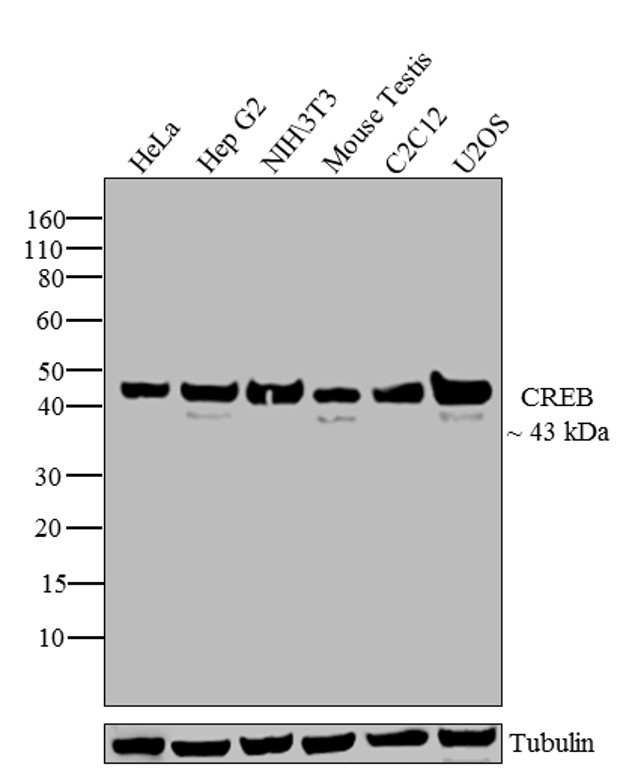 CREB Monoclonal Antibody (LB9) (35-0900)