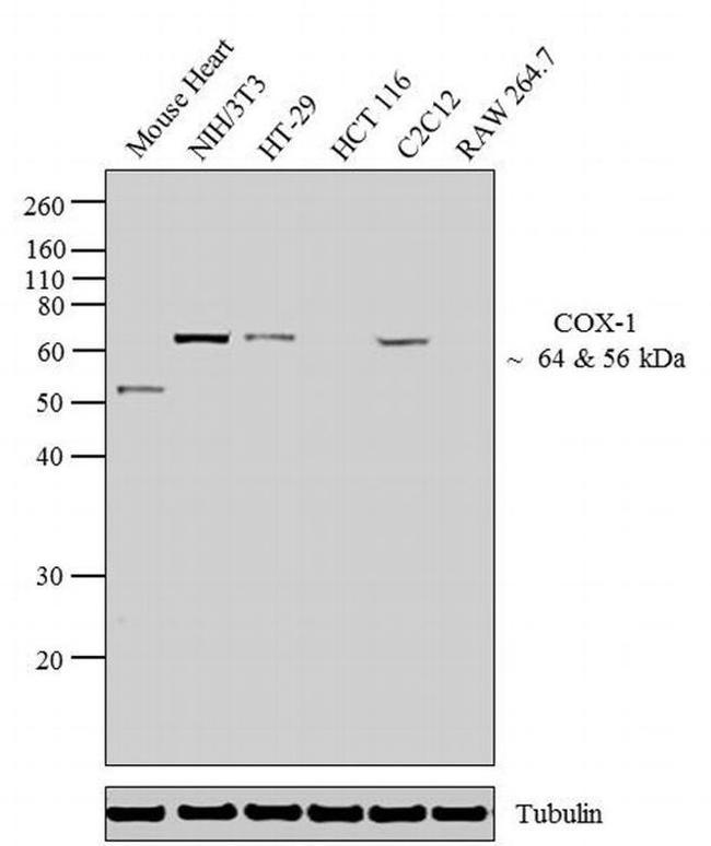 COX1 Monoclonal Antibody (COX 111) (35-8100)
