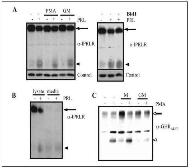 Prolactin Receptor Antibody (35-9200)