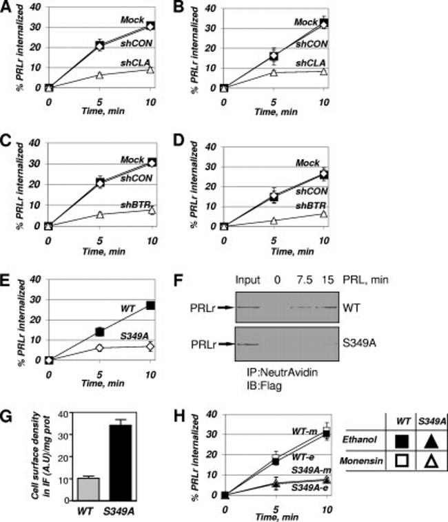 Prolactin Receptor Antibody (35-9200)