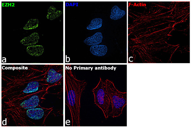 EZH2 Antibody (36-6300)