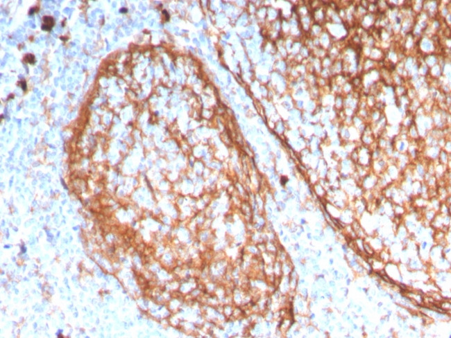 CD11b/MAC-1 Antibody (3684-MSM8-P1ABX)