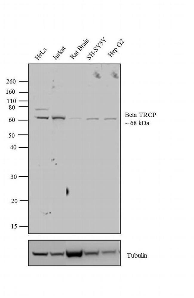 BTRC Monoclonal Antibody (1B1D2) (37-3400)