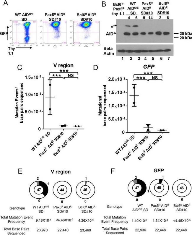 AID Antibody (39-2500)