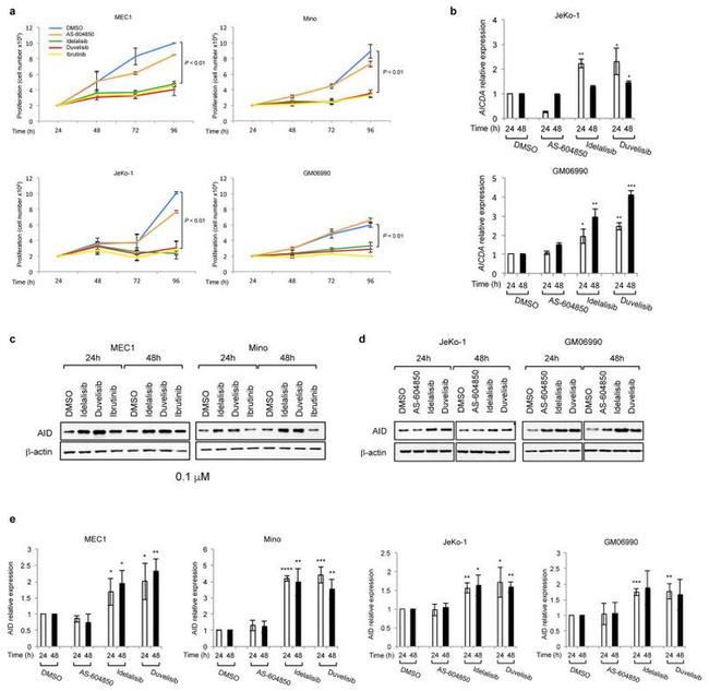 AID Antibody (39-2500)