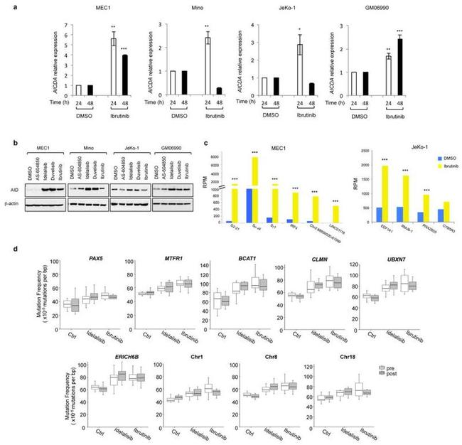 AID Antibody (39-2500)