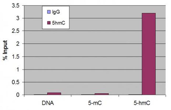5-Hydroxymethylcytosine (5-hmC) Antibody (39769)