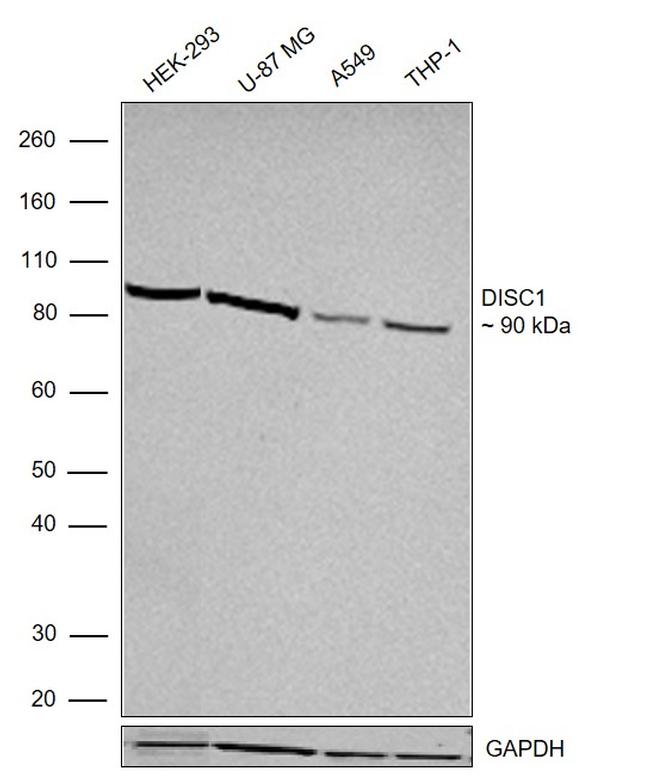 DISC1 Polyclonal Antibody (40-6900)