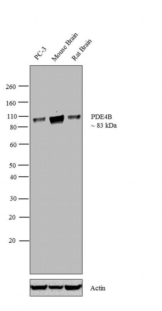 PDE4B Polyclonal Antibody (40-1400)