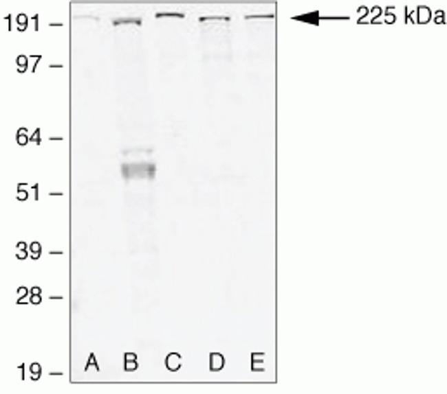 ZO-1 Polyclonal Antibody (ZMD.437) (40-2300)