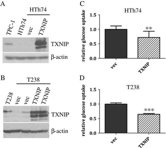 TXNIP Antibody (40-3700)