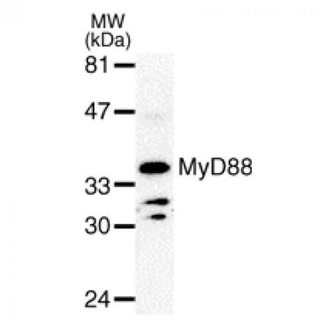 MyD88 Polyclonal Antibody (40914)