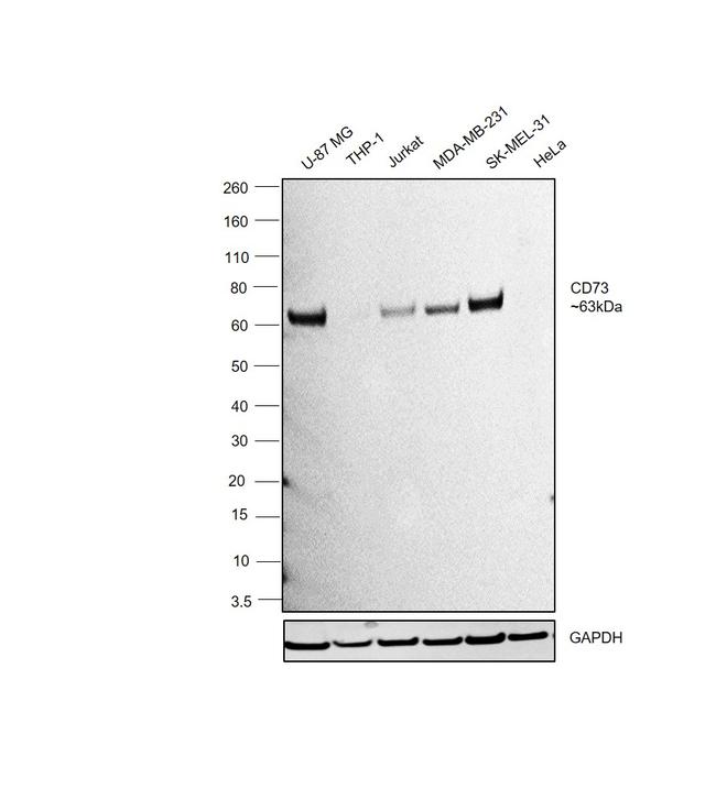 CD73 Monoclonal Antibody (7G2) (41-0200)