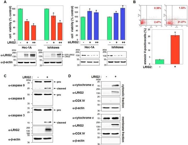 OxPhos Complex IV subunit IV Antibody (A-21347)