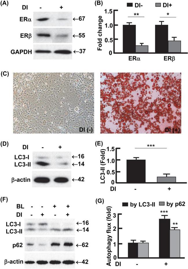 beta Actin Loading Control Antibody, Biotin (MA5-15739-BTIN)