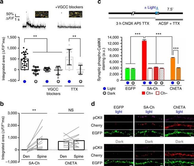 Phospho-CaMKII alpha (Thr286) Antibody (MA1-047)