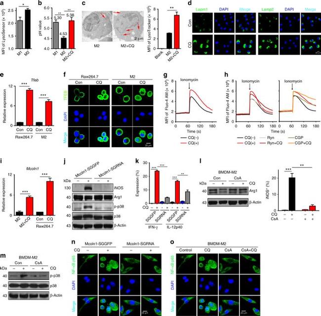 IFN gamma Antibody, FITC (11-7319-82)