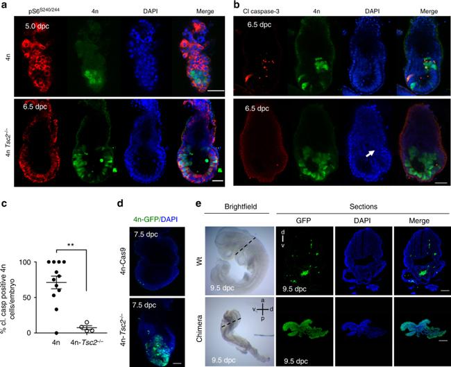 GFP Antibody, Alexa Fluor™ 555 (A-31851)