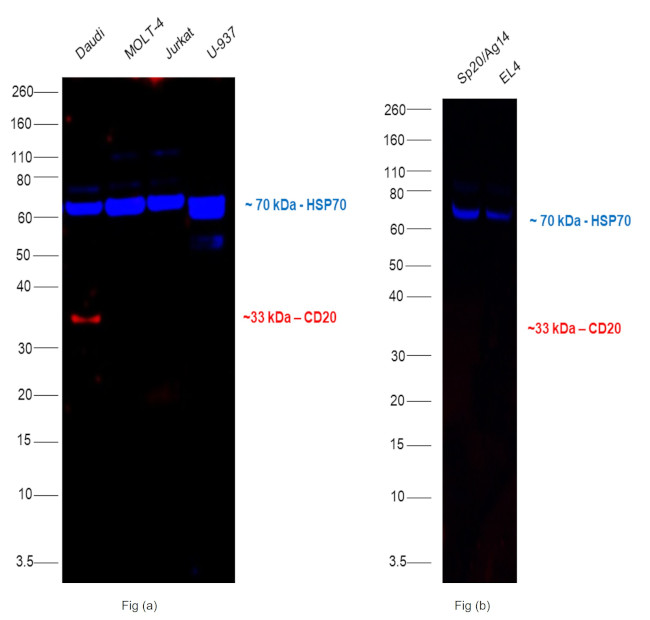CD20 Monoclonal Antibody (L26), eFluor™ 615 (42-0202-82)