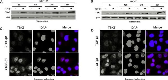 TBX3 Antibody (42-4800)