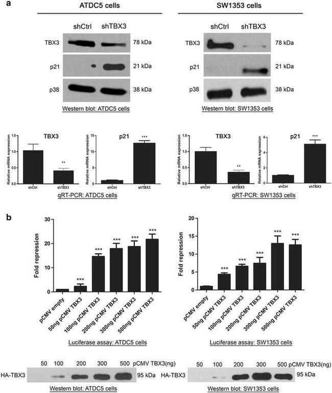 TBX3 Antibody (42-4800)