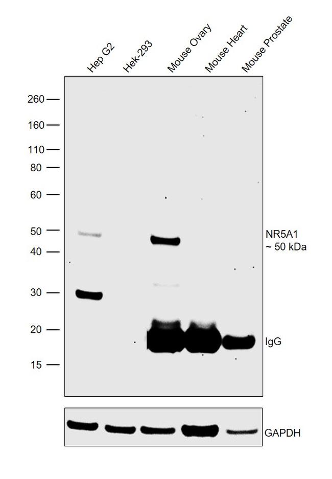 NR5A1 Monoclonal Antibody (N1665) (434200)