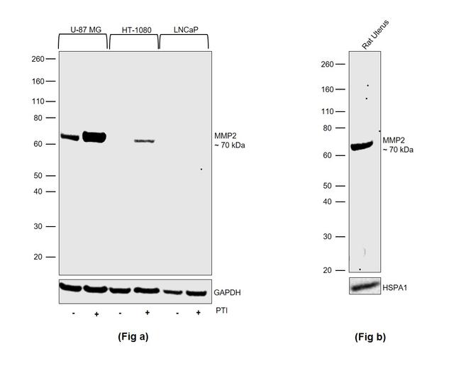 MMP2 Monoclonal Antibody (101) (436000)