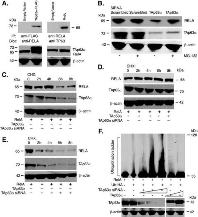 NFkB p65 Antibody (436700)