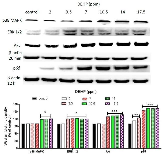 NFkB p65 Antibody (436700)