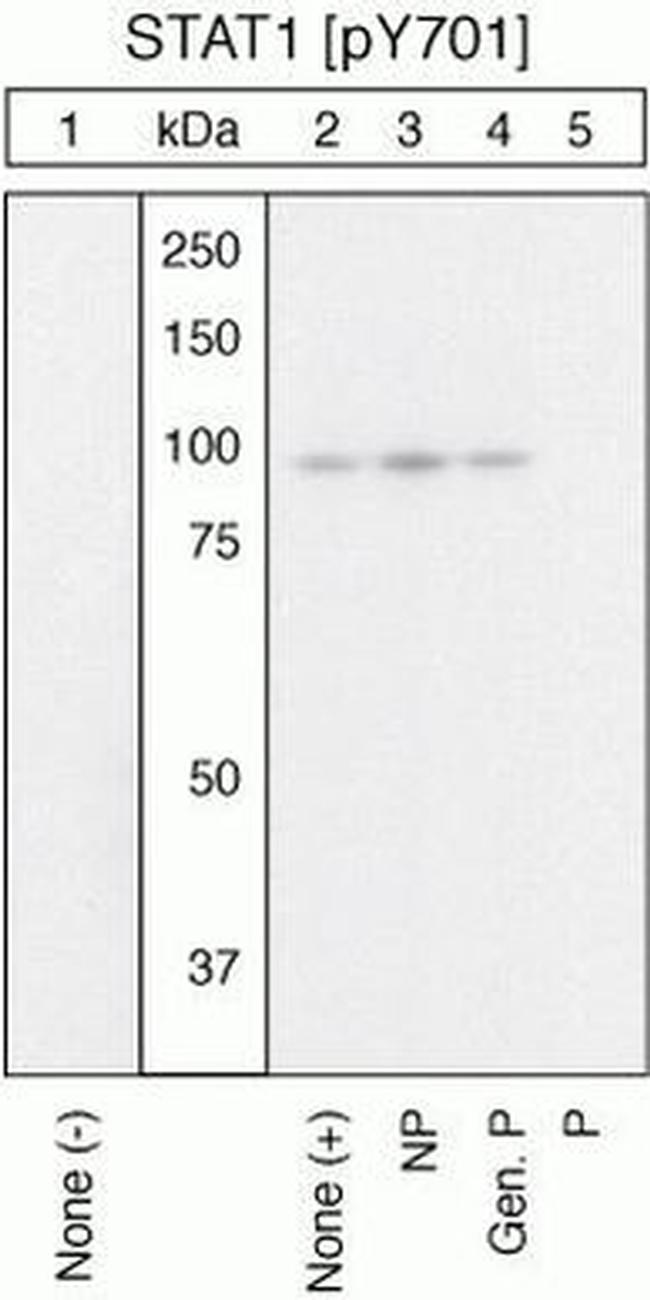 Phospho-STAT1 (Tyr701) Antibody (44-376G)